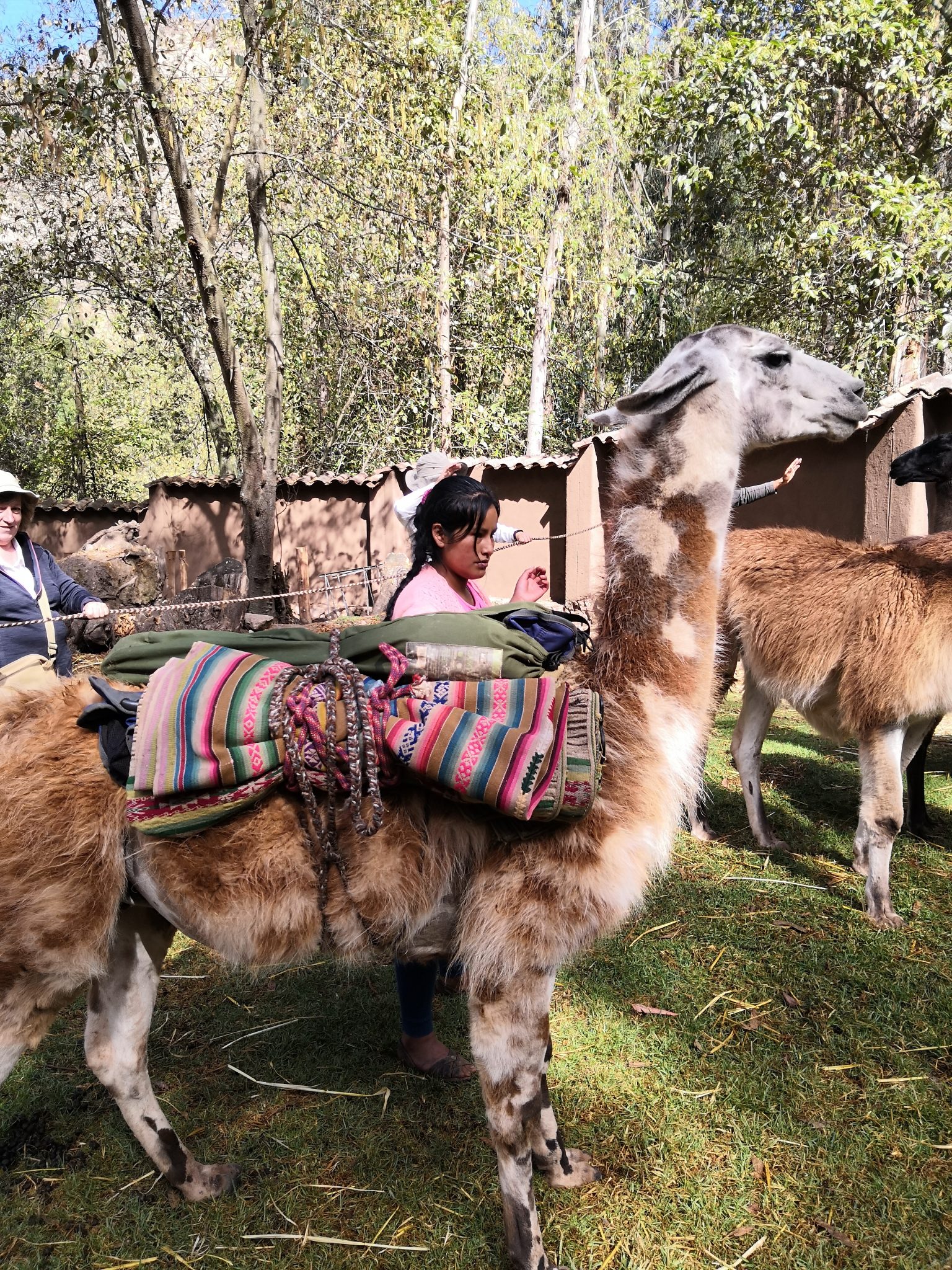Proyecto de recuperación llamas en Perú