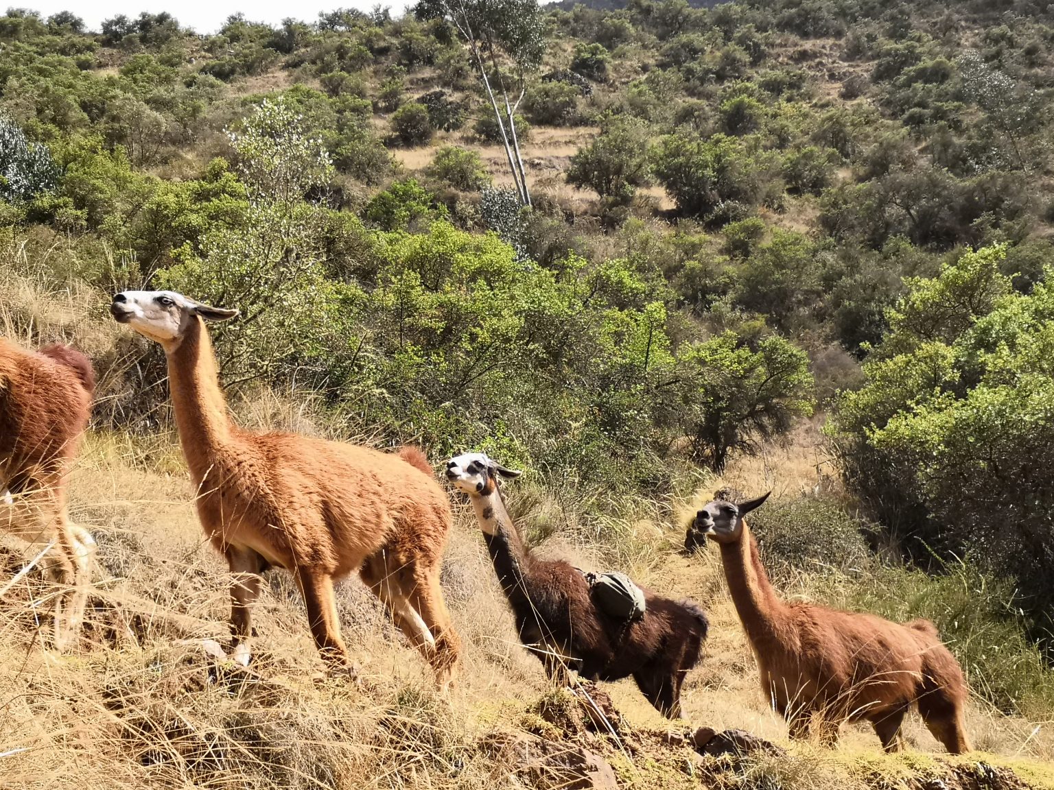 Proyecto de recuperación llamas en Perú